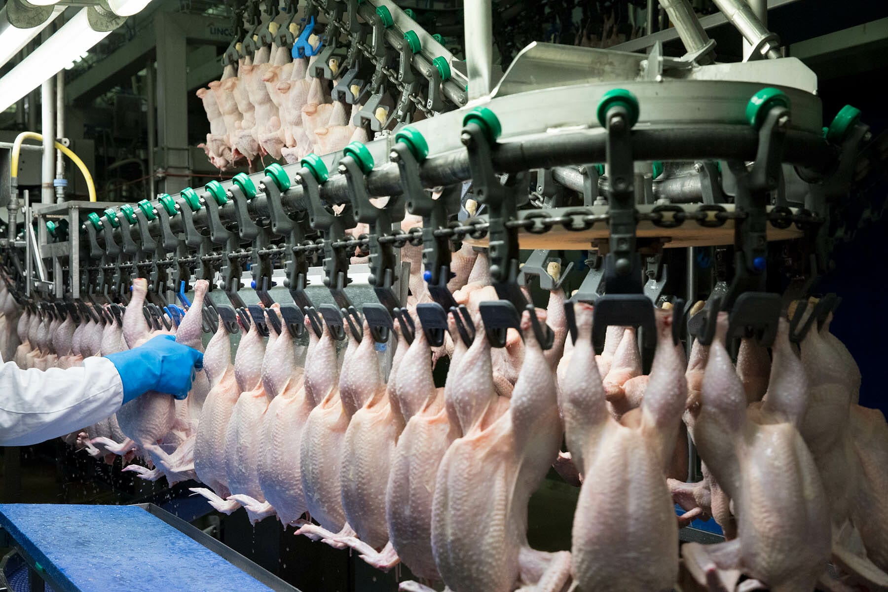 Halal slachten - Inge van Mill